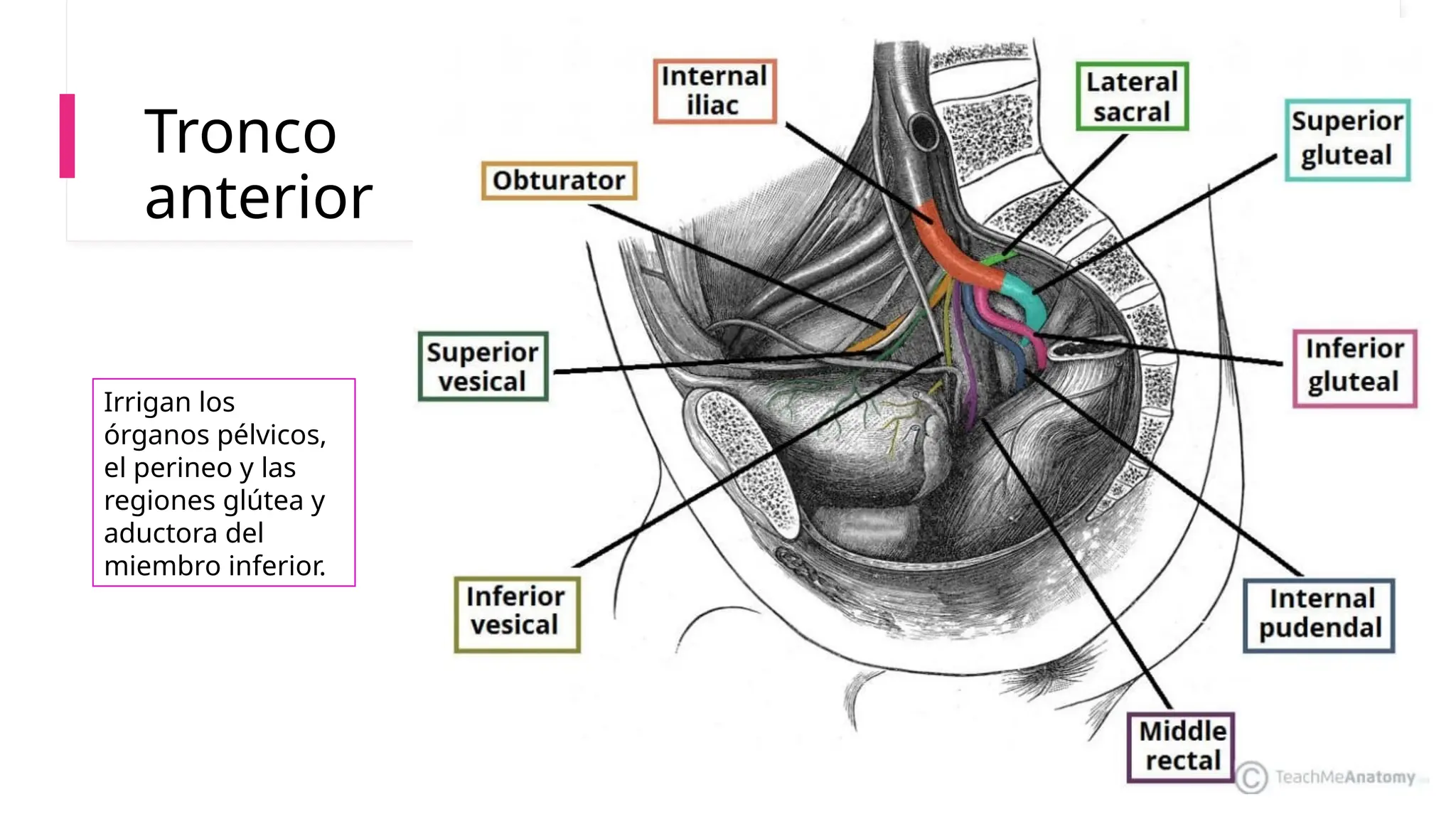 Anatomia vascular del abdomen y la pelvis | PPTX