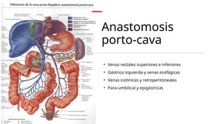 Anatomia vascular del abdomen y la pelvis | PPTX