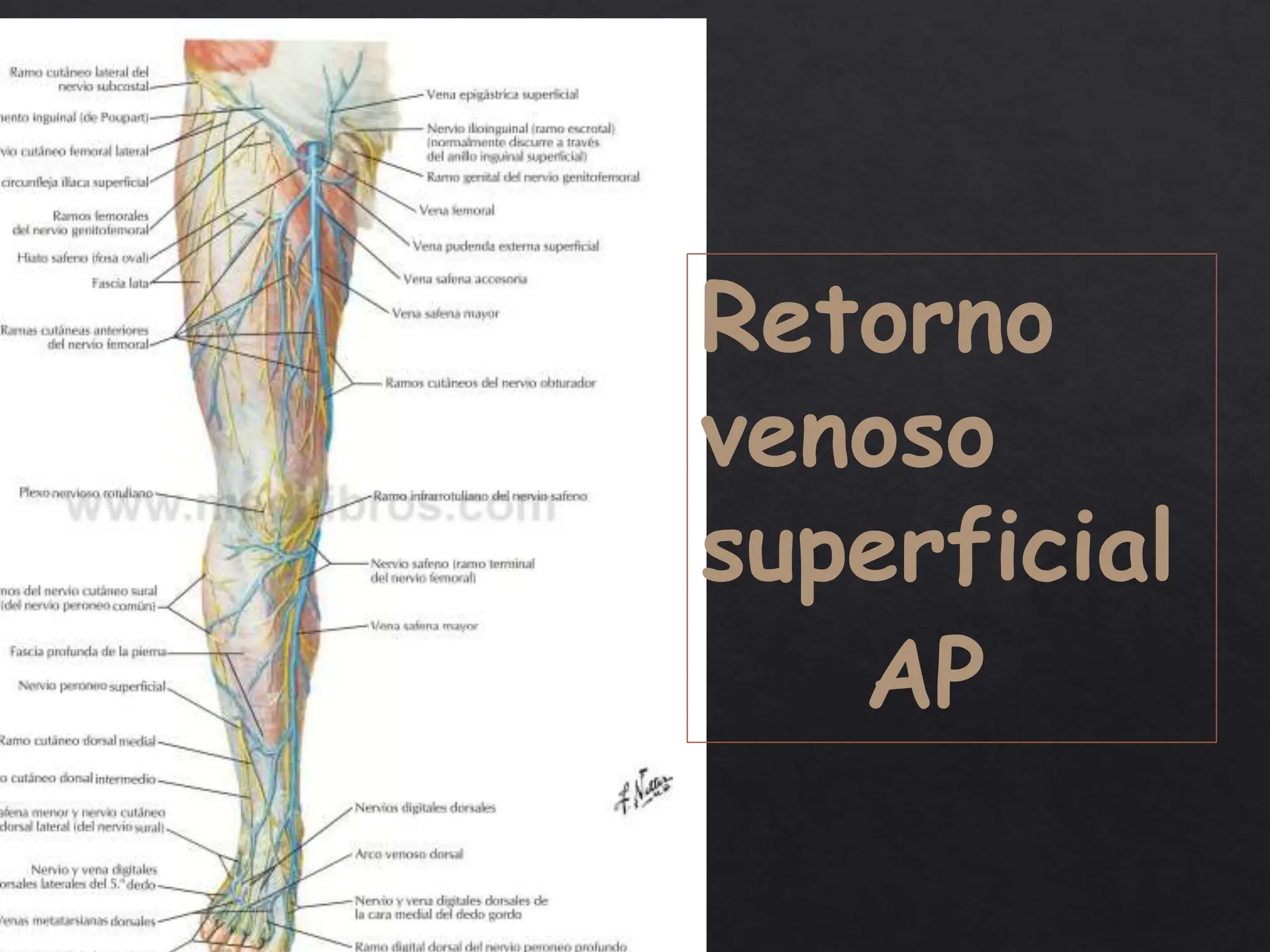 anatomia vascular de miembros inferiores.pptx