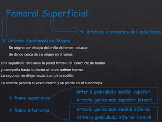 anatomia vascular de miembros inferiores.pptx