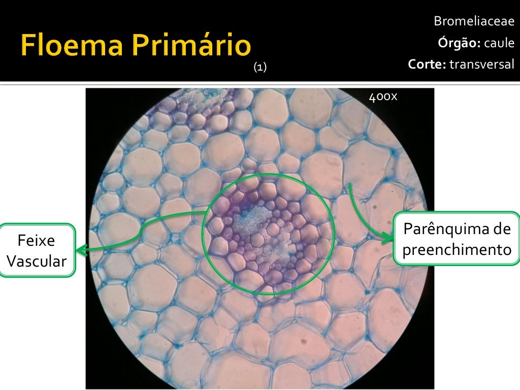 Anatomia Vegetal: Aulas Práticas