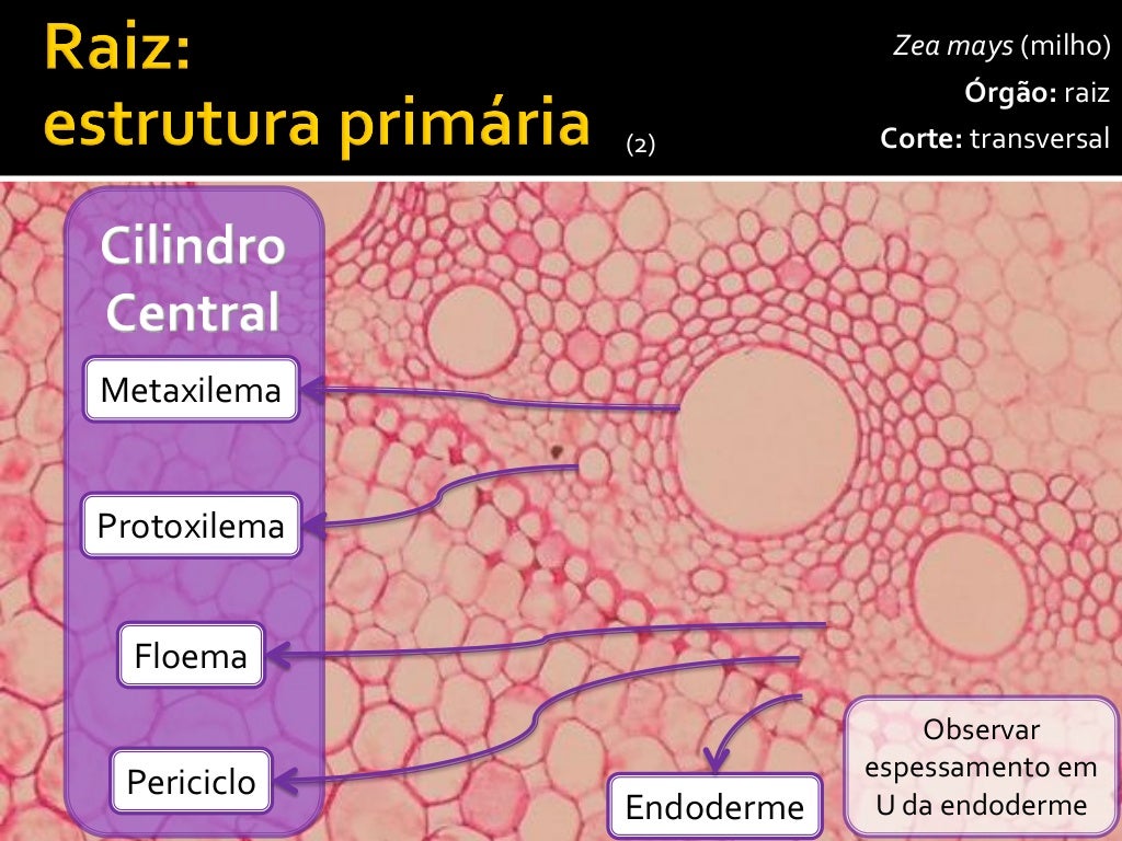 Anatomia Vegetal: Aulas Práticas