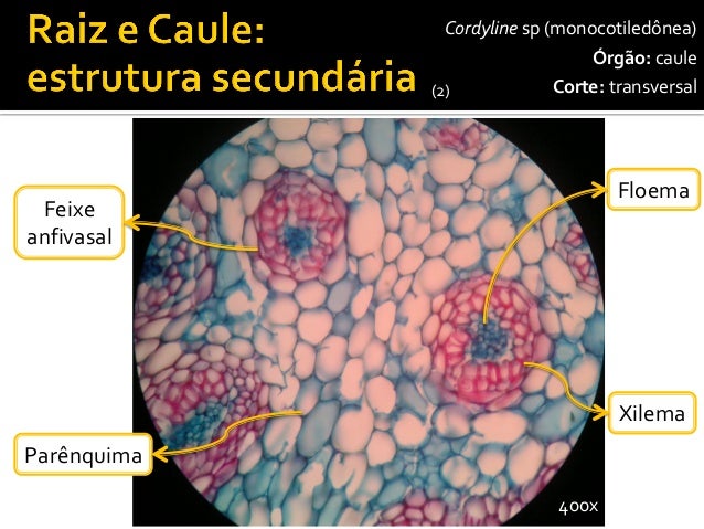 Anatomia Vegetal: Aulas Práticas
