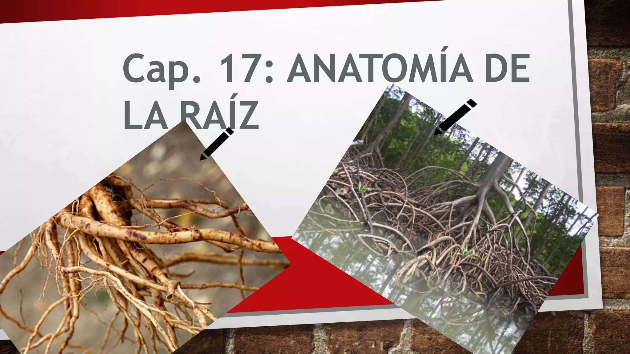 Anatomía De Una Raíz Dicotiledónea Típica