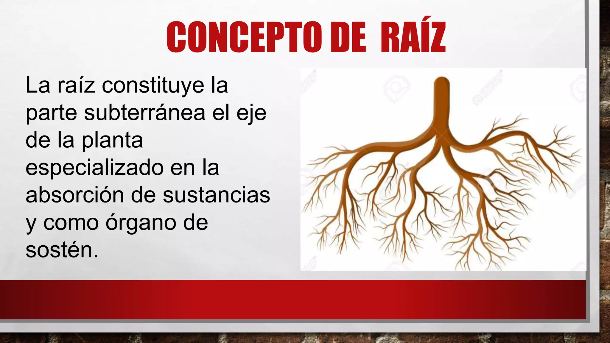 Anatomía De Una Raíz Dicotiledónea Típica