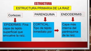 Anatomía de la raiz | PPTX