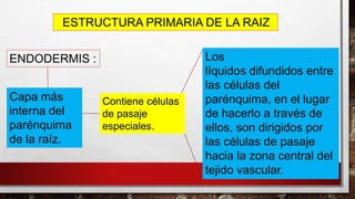 Anatomía de la raiz | PPTX