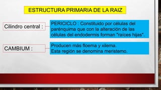 Anatomía de la raiz | PPTX