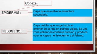 Anatomía de la raiz | PPTX
