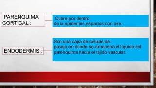 Anatomía de la raiz | PPTX