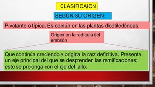 Anatomía de la raiz | PPTX