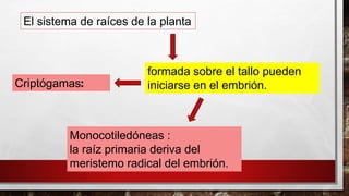 Anatomía de la raiz | PPTX