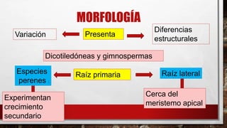 Anatomía de la raiz | PPTX