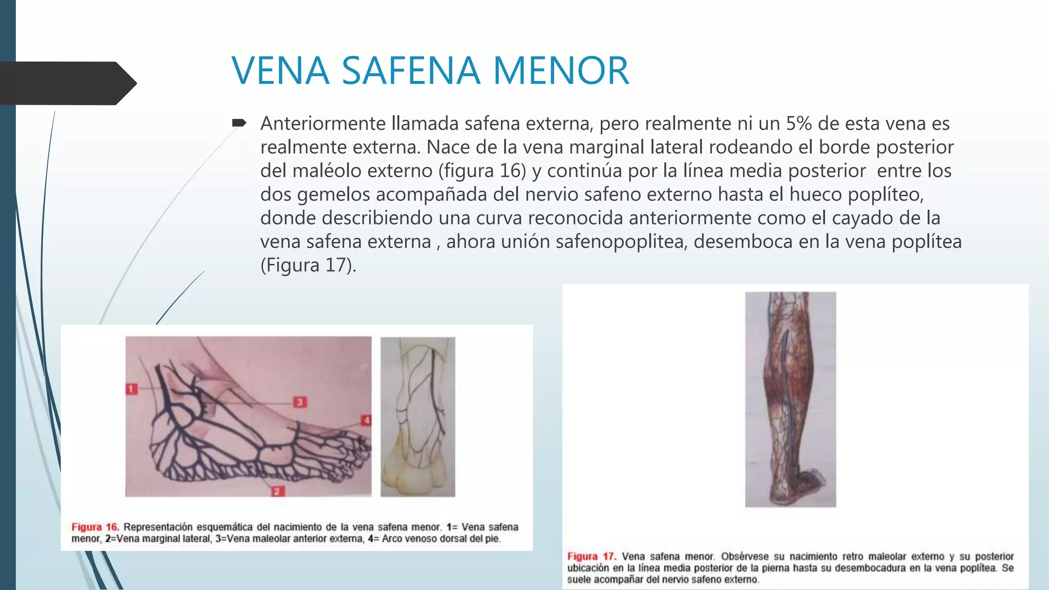 Anatomia venosa de miembros inferiores | PPTX