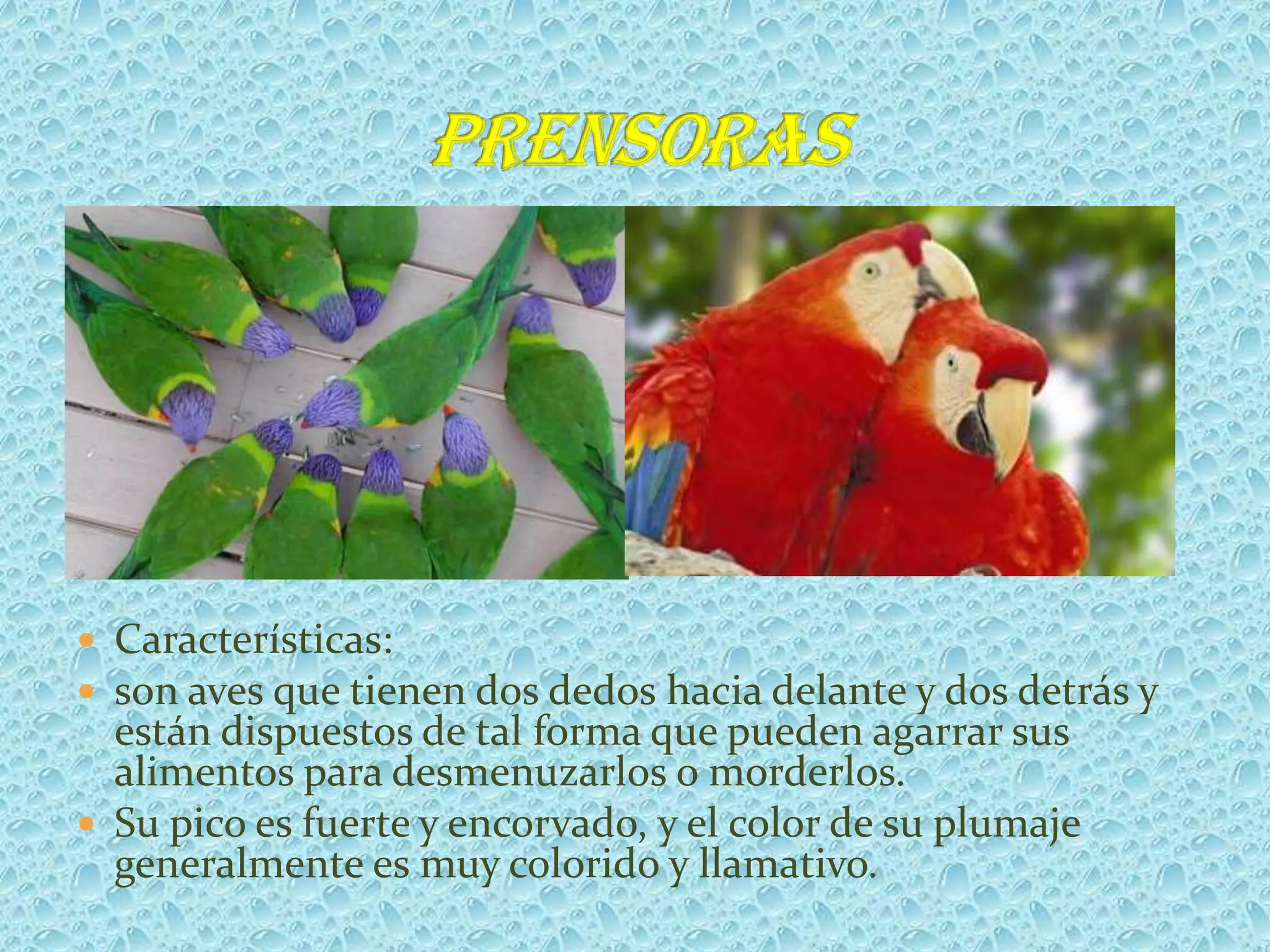 aventurate en el mundo de los vertebrados | PPTX | Reptiles | Pets