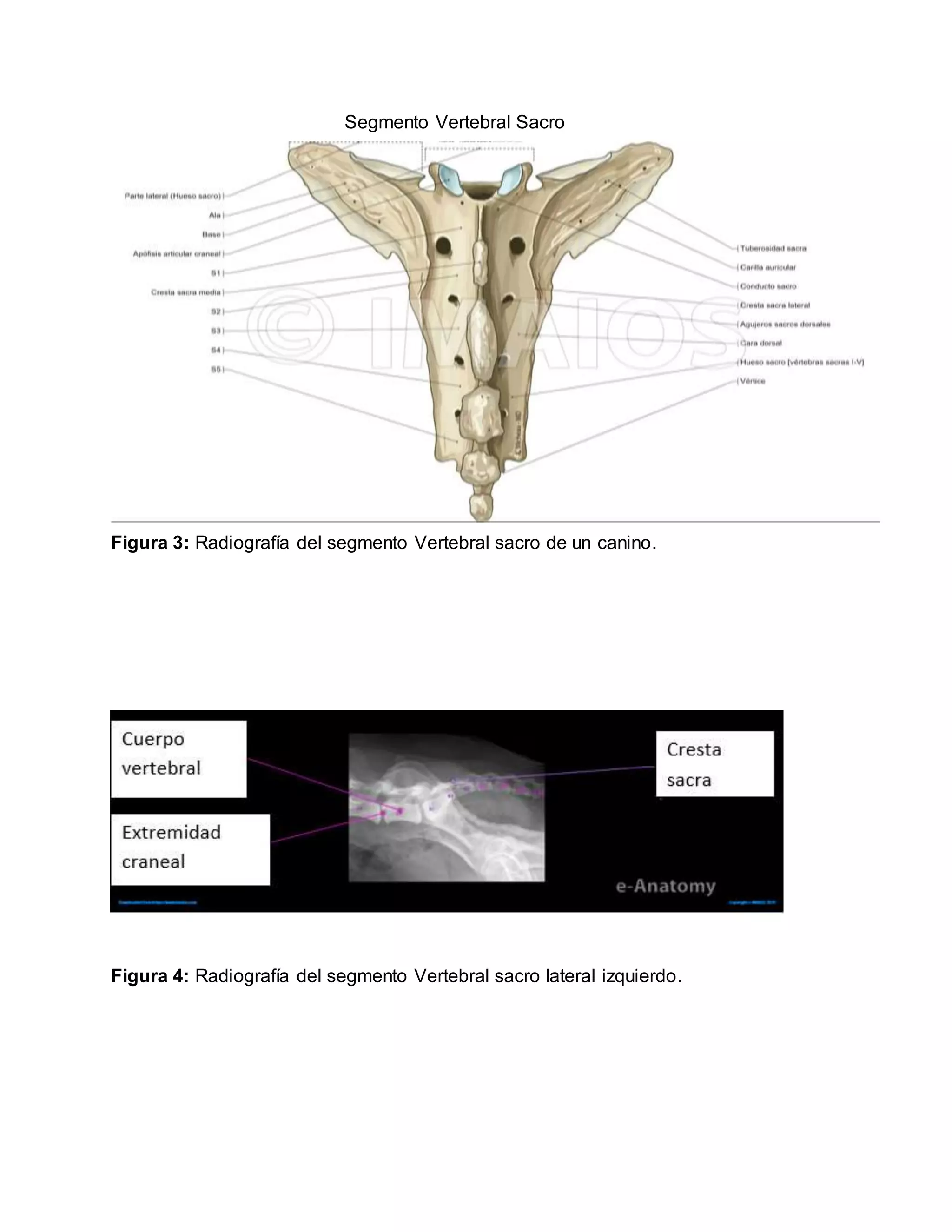 Anatomía de columna vertebral del canino | DOCX