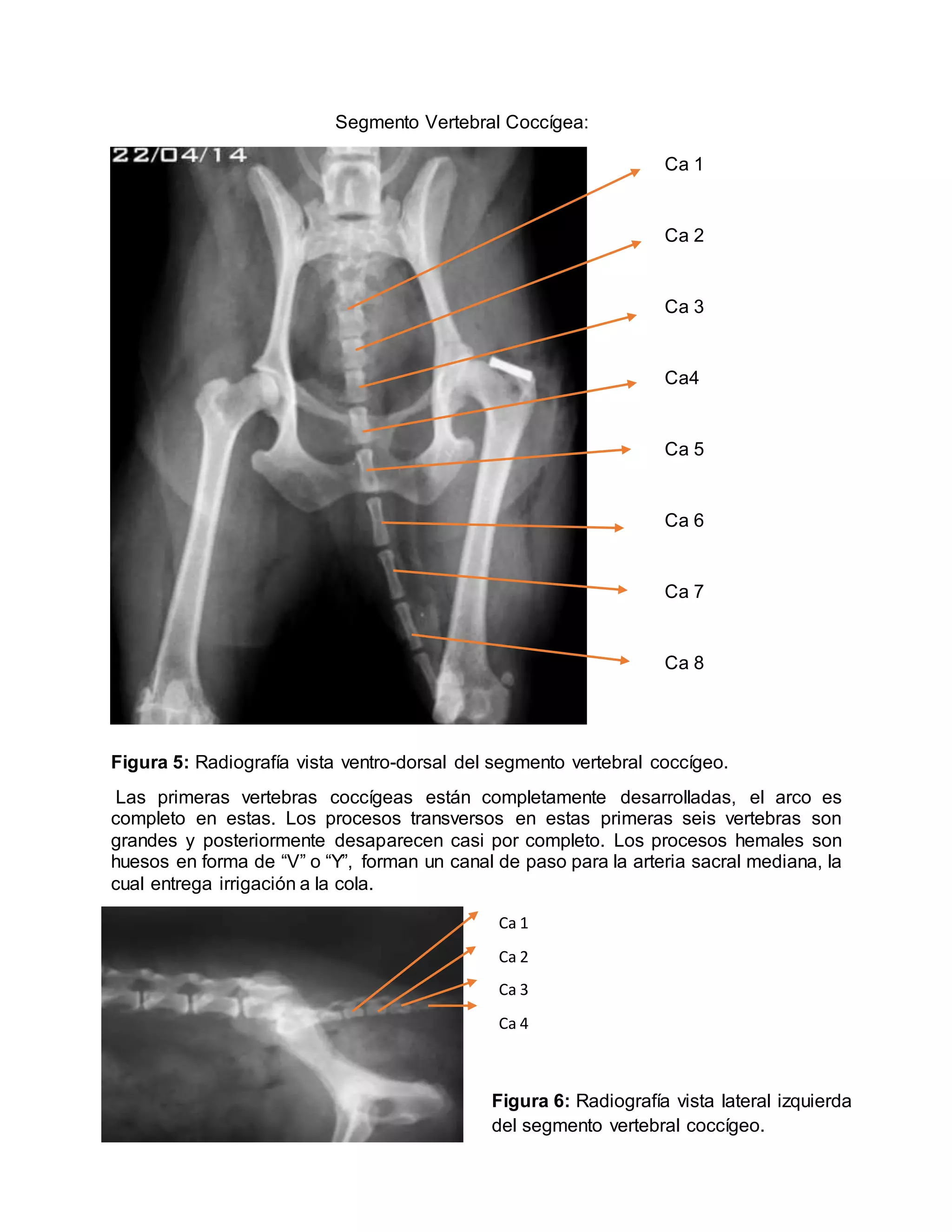 Anatomía de columna vertebral del canino | DOCX