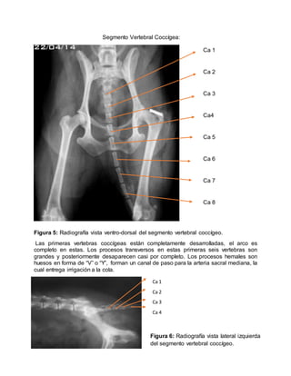 Cuantos Huesos Tiene La Columna Vertebral De Un Perro