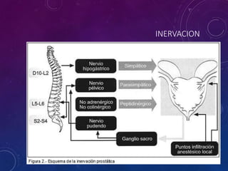 Anatomia vesiculas seminales y prostata 1 | PPTX