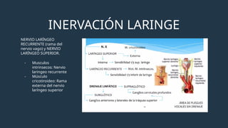Anatomia DE LA VIA AEREA EN EL SER HUMANO | PPTX