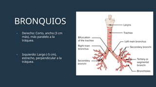 Anatomia DE LA VIA AEREA EN EL SER HUMANO | PPTX