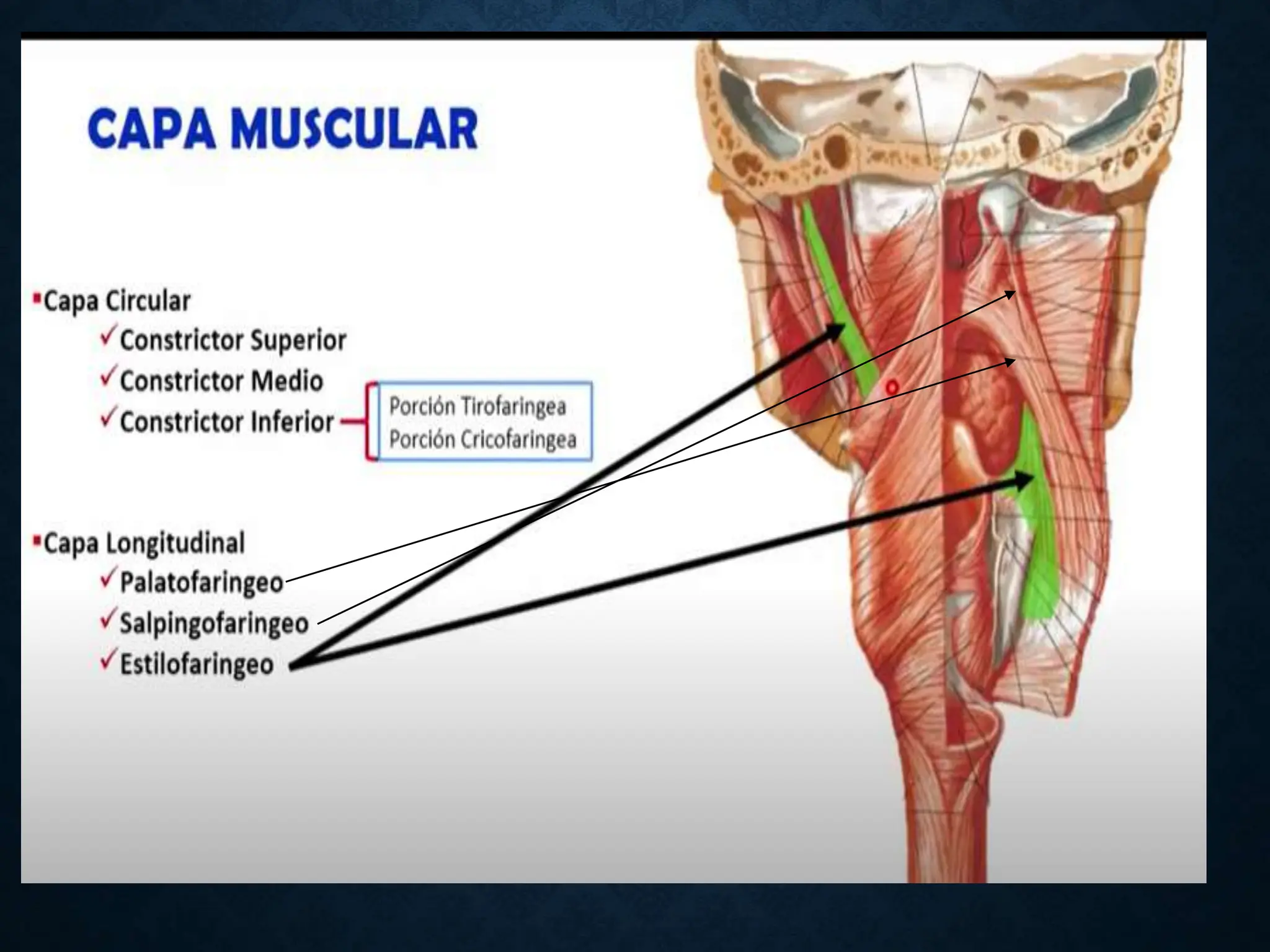 Anatomia via aerea superior edwin.pptx