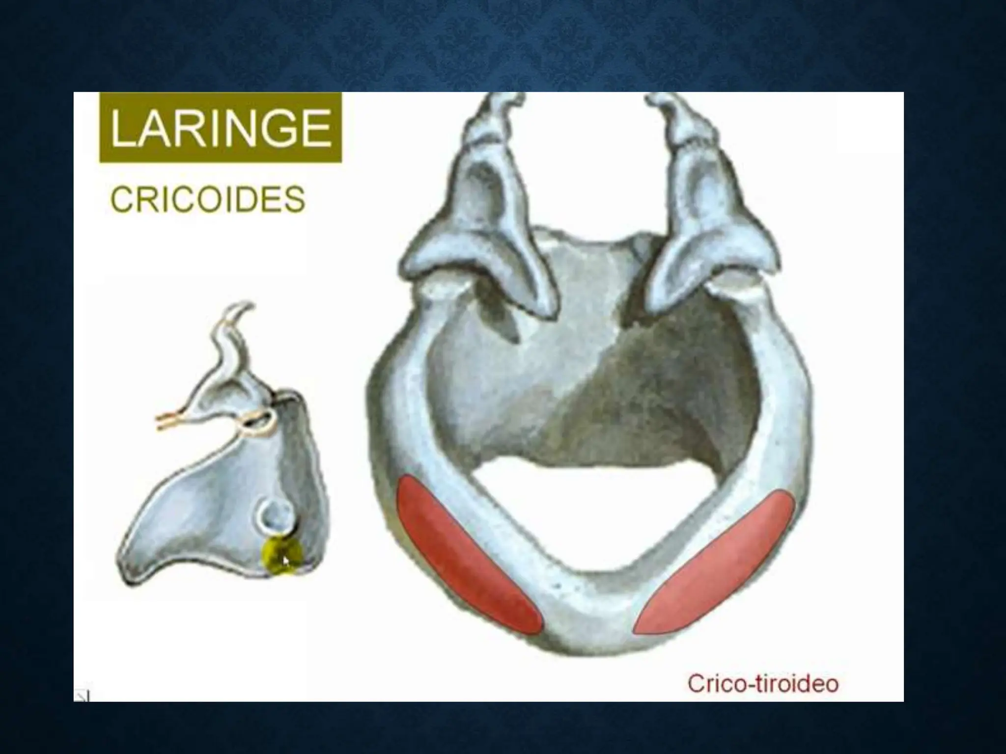 Anatomia via aerea superior edwin.pptx