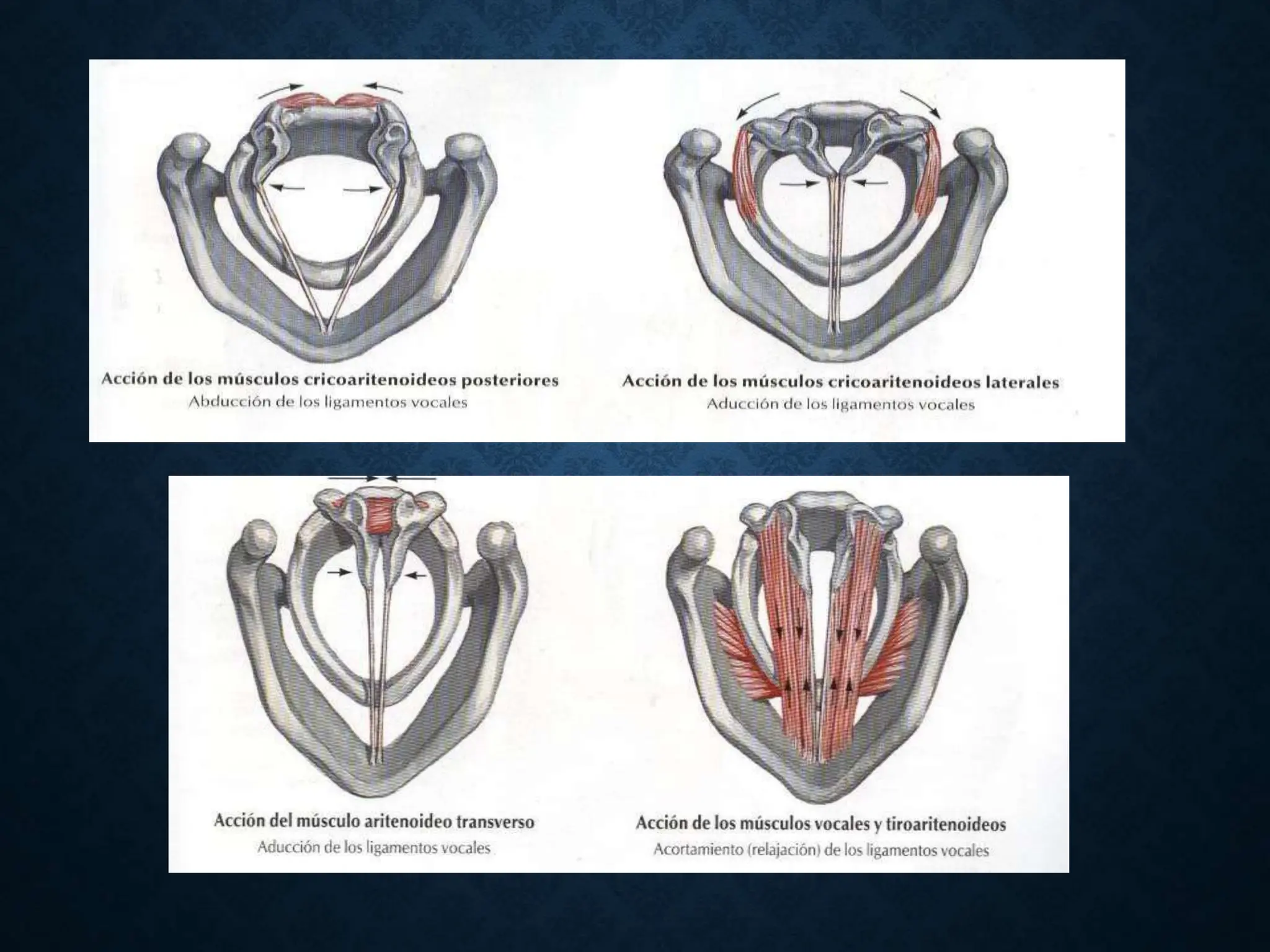 Anatomia via aerea superior edwin.pptx