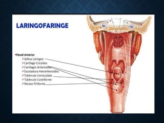Anatomia via aerea superior edwin.pptx