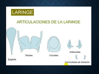 Anatomia via aerea superior edwin.pptx