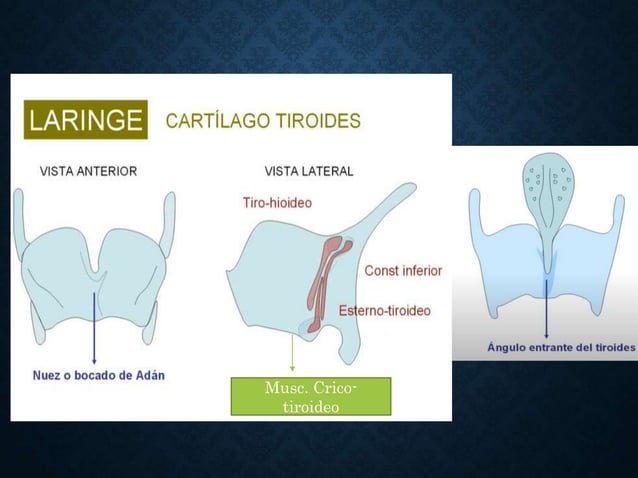 Anatomia via aerea superior edwin.pptx