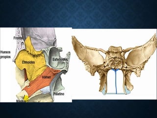 Anatomia via aerea superior edwin.pptx