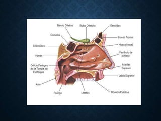Anatomia via aerea superior edwin.pptx