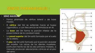 anatomia de la vía respiratoria alta: nariz y senos paranasales | PPTX