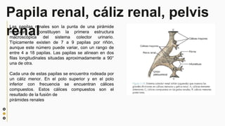 presentacion anatomia de la via urinaria.pptx