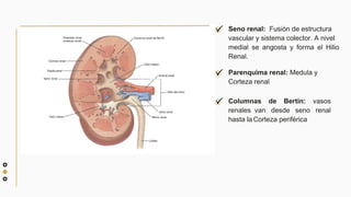presentacion anatomia de la via urinaria.pptx