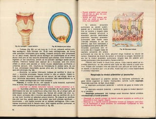 Anatomia vii 1989 | PDF