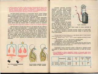 Anatomia vii 1989 | PDF