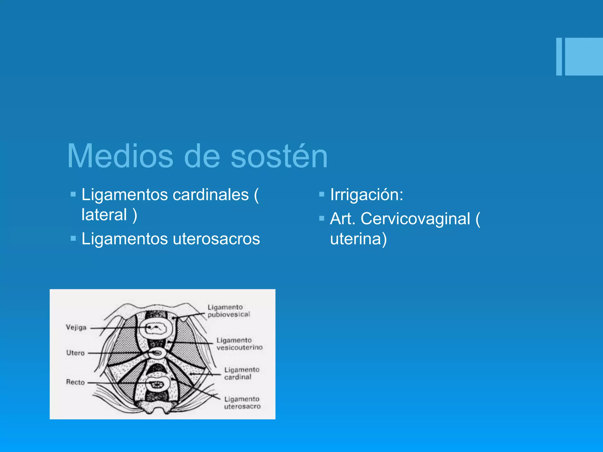 Anatomia del cervix | PPTX | Pregnancy | Reproductive Health
