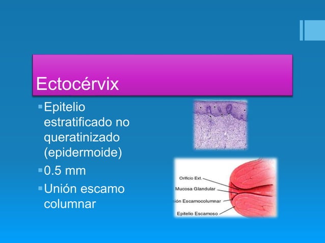 Anatomia del cervix | PPTX | Pregnancy | Reproductive Health