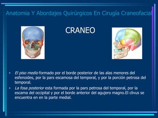 Anatomia Y Abordajes Quirúrgicos En Cirugía Craneofacial | PPT