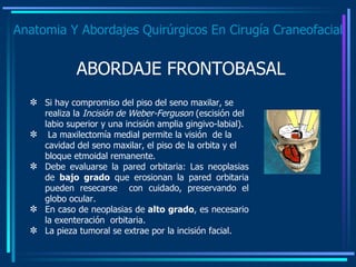 Anatomia Y Abordajes Quirúrgicos En Cirugía Craneofacial | PPT