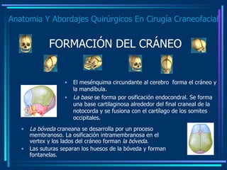 Anatomia Y Abordajes Quirúrgicos En Cirugía Craneofacial | PPT