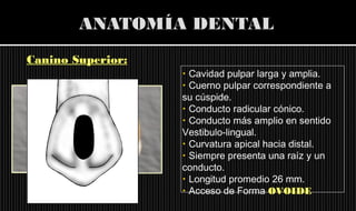 Anatomía y Apertura Cameral. | PPT
