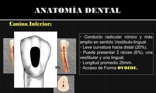 Anatomía y Apertura Cameral. | PPT