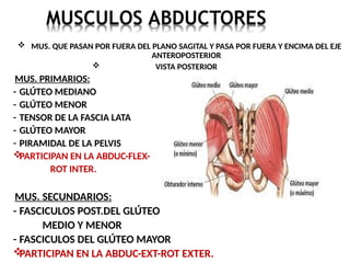anatomia y biomecanica de cadera JA.pptx......... | PPTX