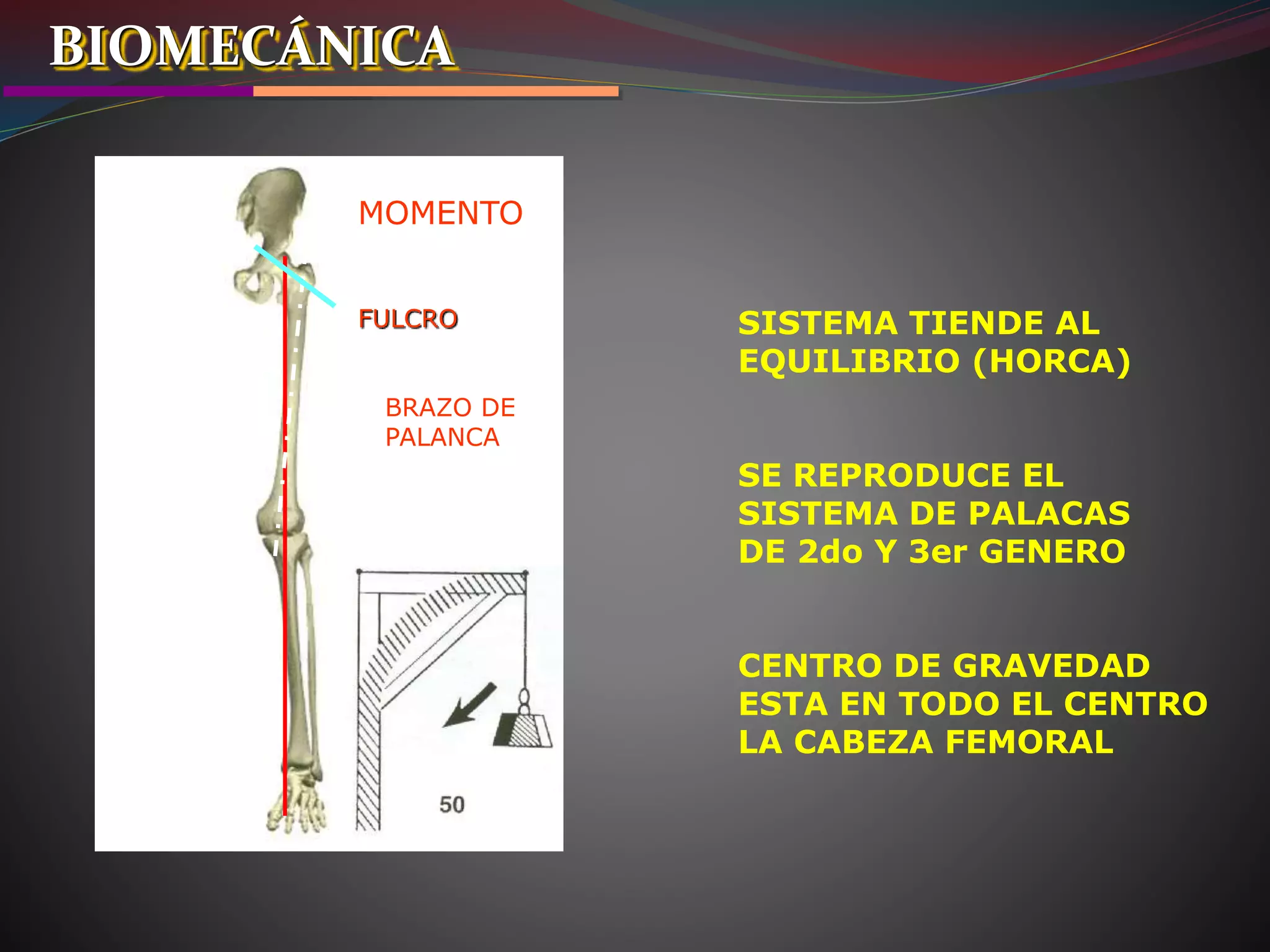Anatomia y biomecanica de cadera valentina | PPTX