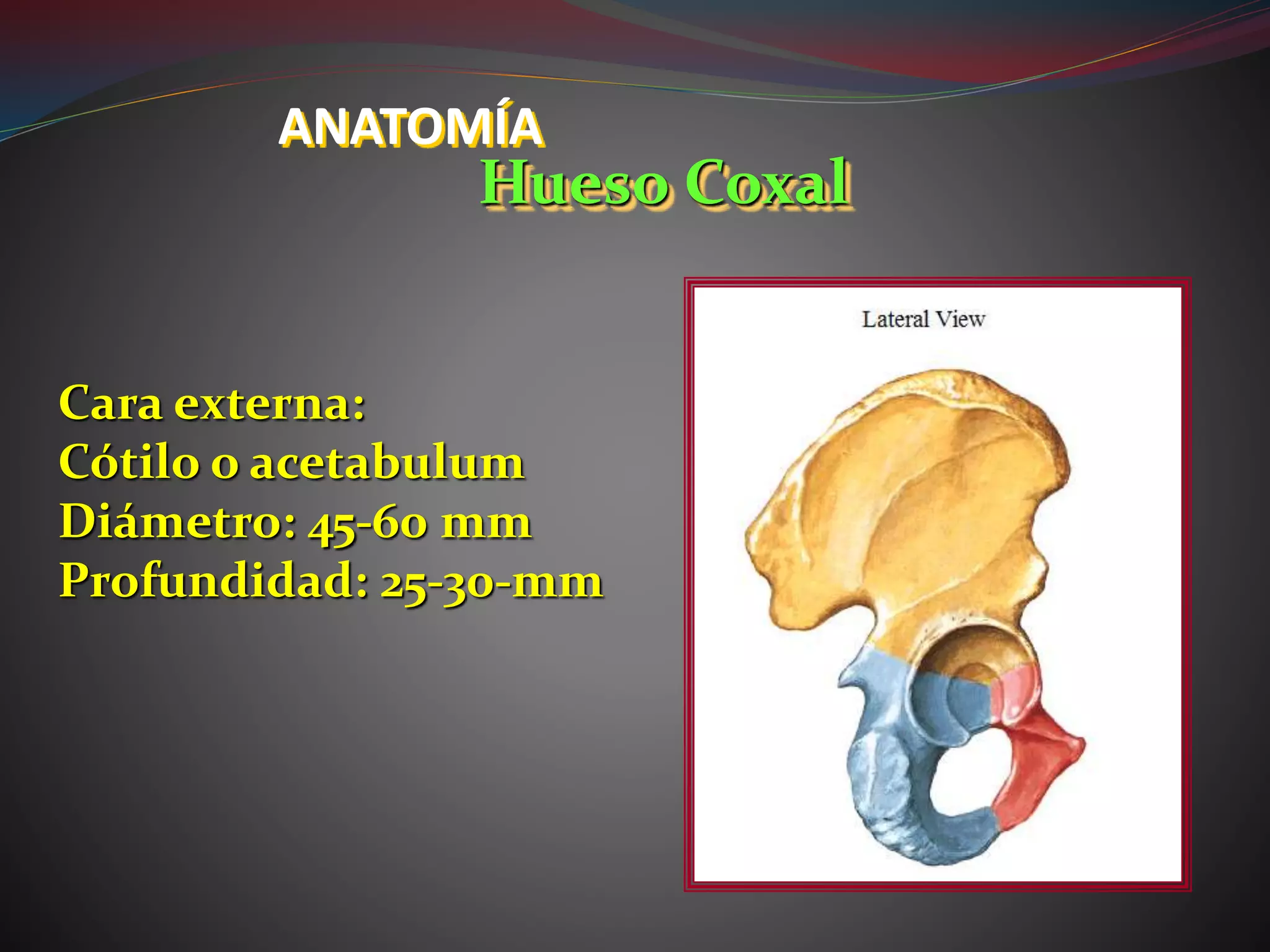 Anatomia y biomecanica de cadera valentina | PPTX