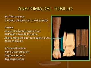Anatomía y biomecánica del tobillo.ppt PRESENTACION | PPT
