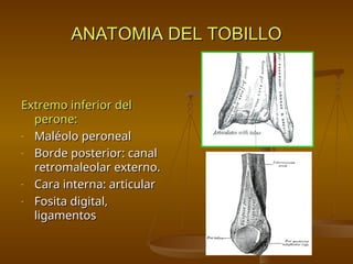 Anatomía y biomecánica del tobillo.ppt PRESENTACION | PPT